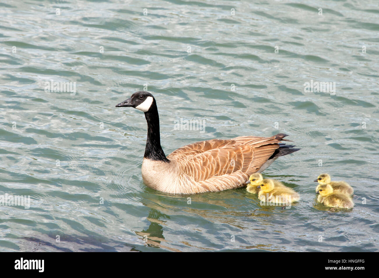 Female, mother Canada goose, scientific name Branta canadensis ...