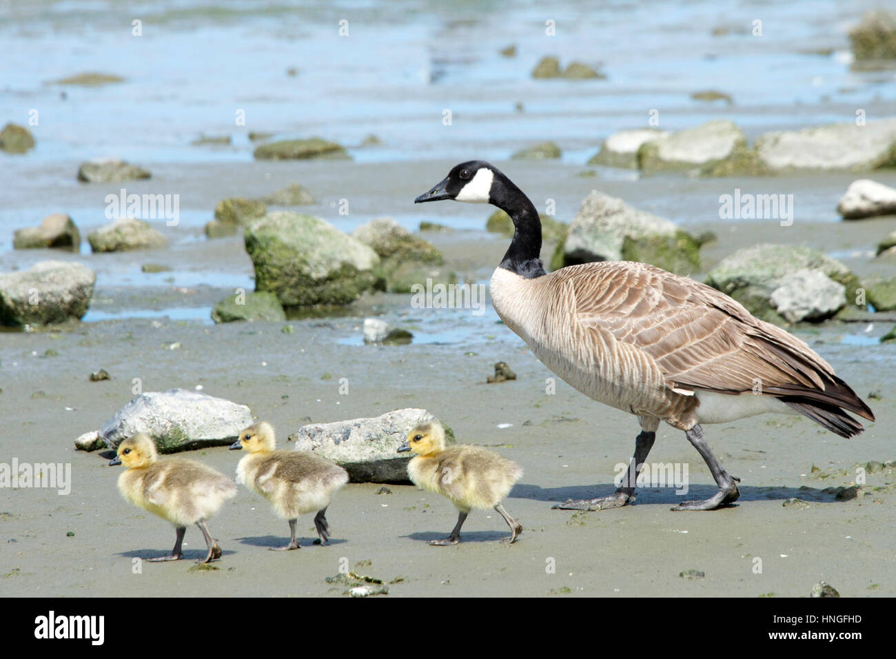 Female mother Canadian goose walking with her young goslings, showing ...