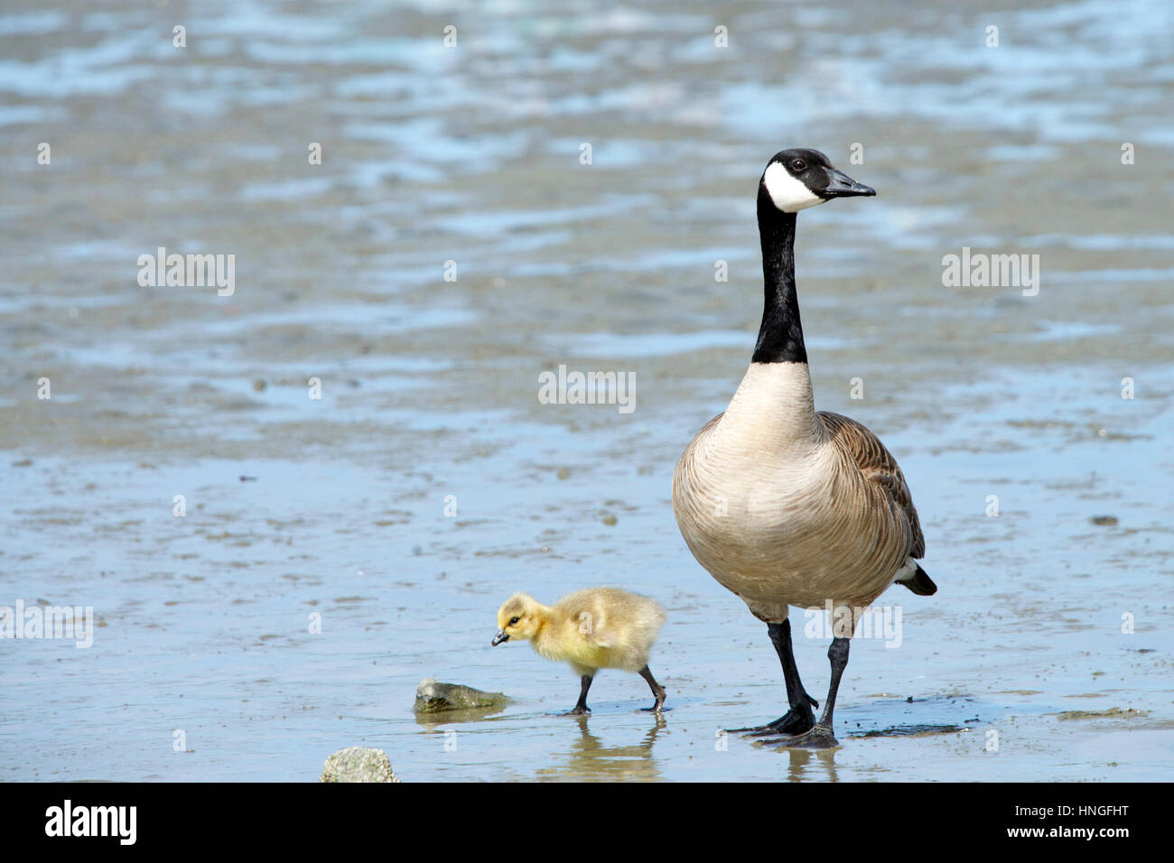 Female mother Canadian goose walking with her young goslings, showing ...