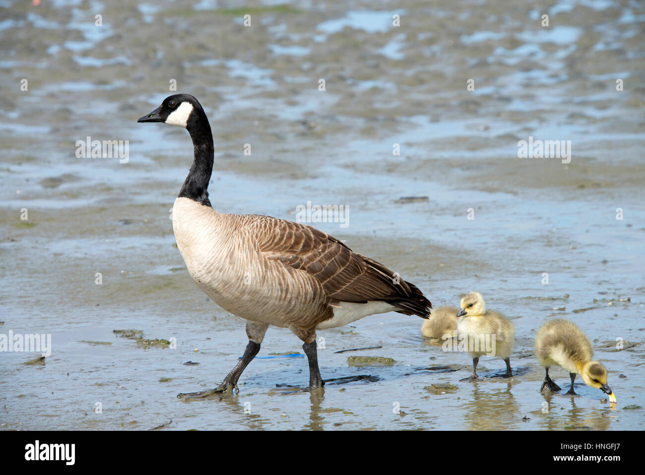 Female mother Canadian goose walking with her young goslings, showing ...