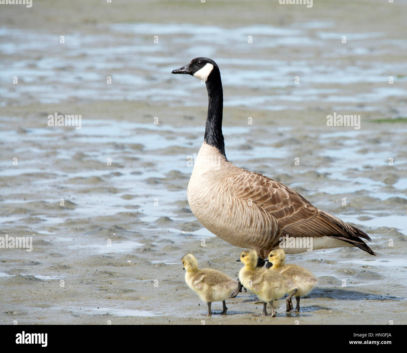 Canada gosling showing hi-res stock photography and images - Alamy