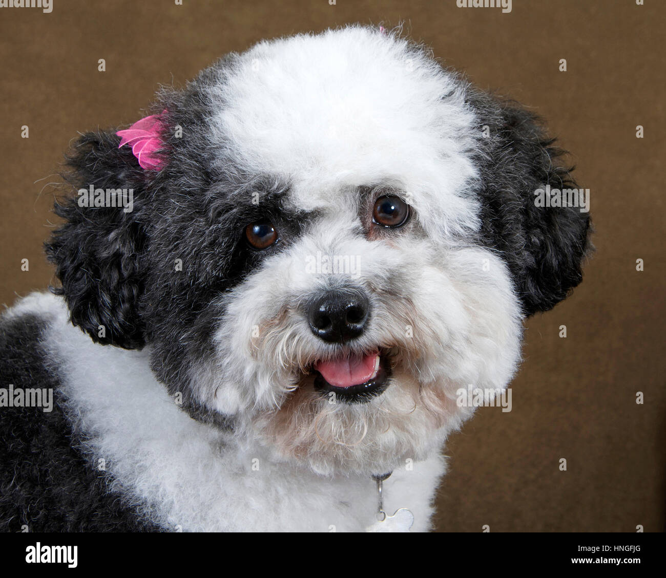 black and white poodle mix recently groomed with pink bows in hair ...