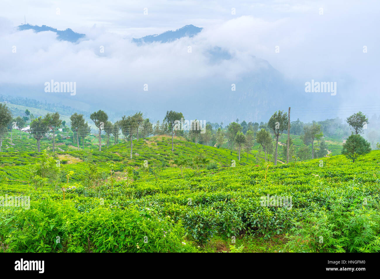 Visiting of tea region is a popular attraction, because tea production ...