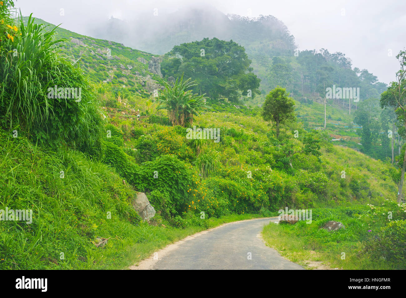 Lipton tea estate ceylon hi-res stock photography and images - Alamy