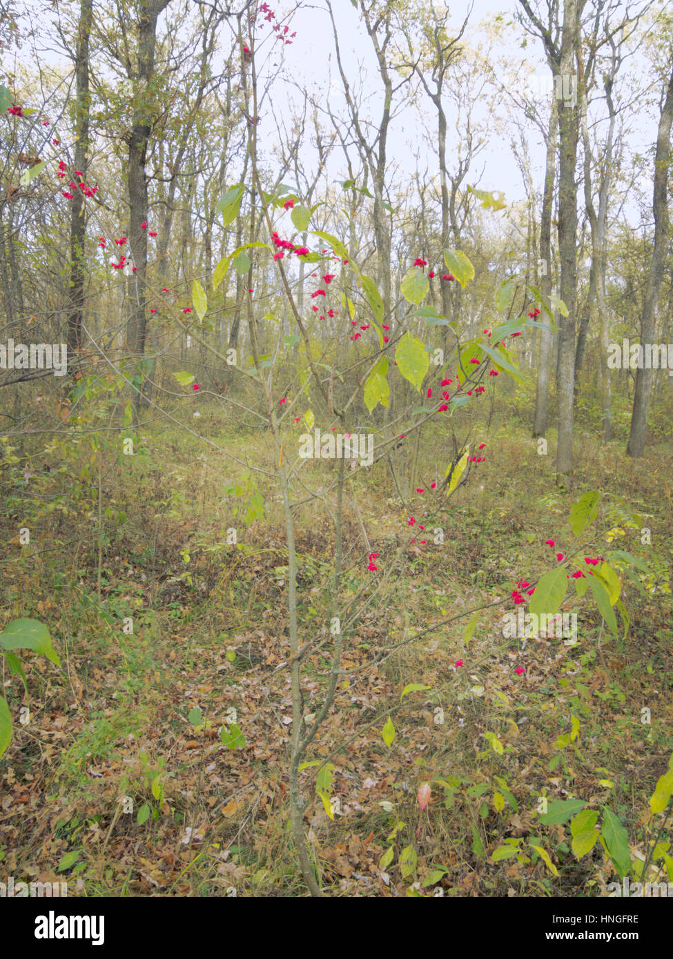 a small shrub of the spindle tree, already leafless euonymus, but with ...