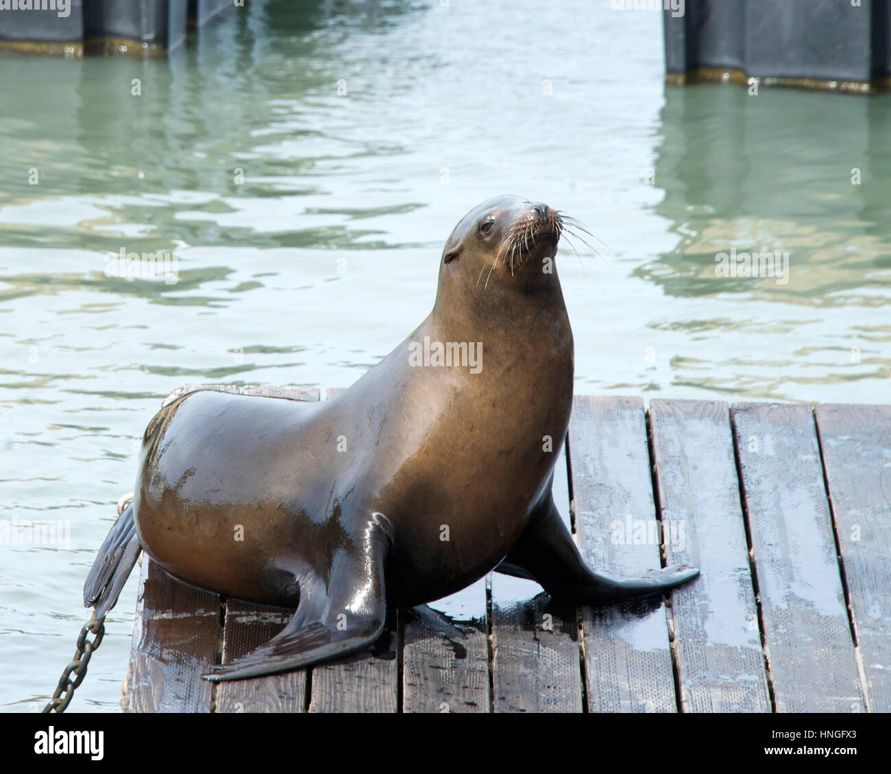 Sea Lions hauling out on boat docks in San Francisco. Sleeping on top ...