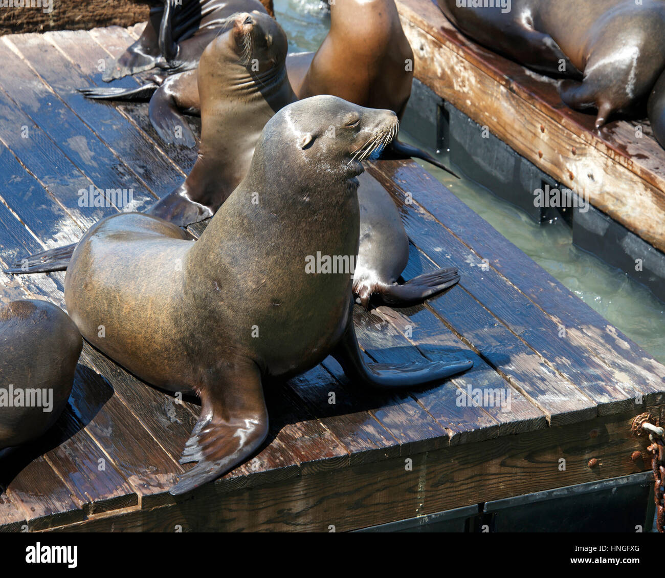 Sea Lions hauling out on boat docks in San Francisco. Sleeping on top ...