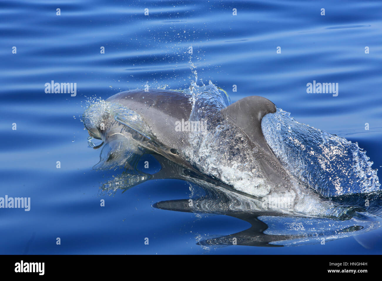 Out on a dolphin watch, in Muscat, capital of Oman Stock Photo - Alamy
