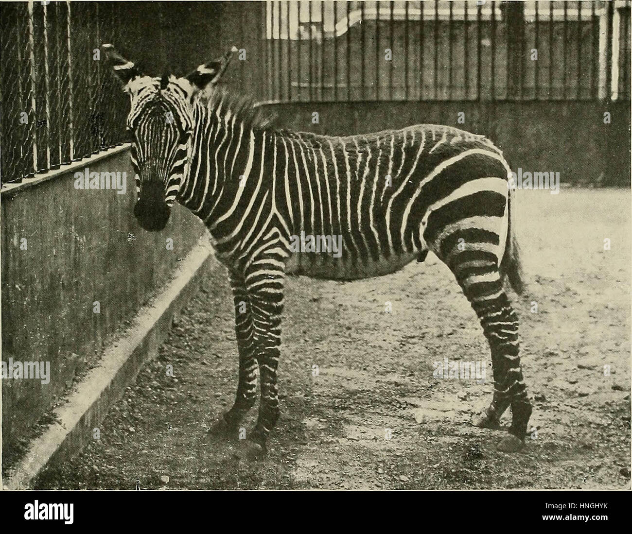 "Animal Life and the World of Nature; A magazine of Natural History ...