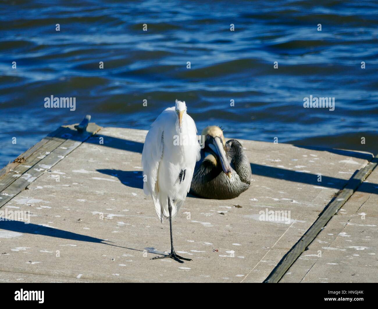 Egret and Brown Pelican, Cedar Key, Florida, USA Stock Photo - Alamy