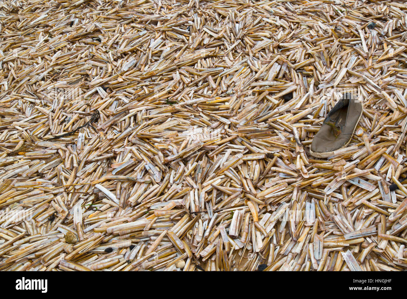Razor Shell Ensis siliqua on Thornham Creek Titchwell Norfolk Stock ...