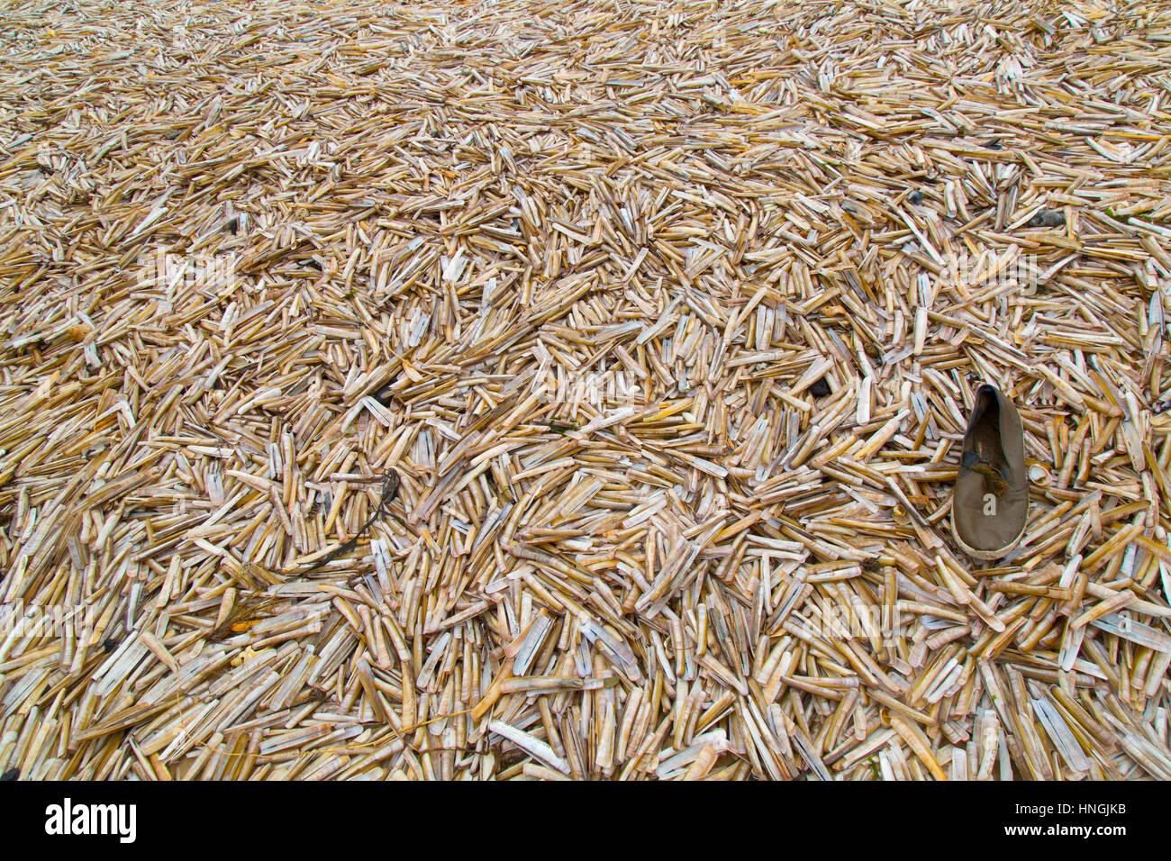 Razor Shell Ensis siliqua on Thornham Creek Titchwell Norfolk Stock ...