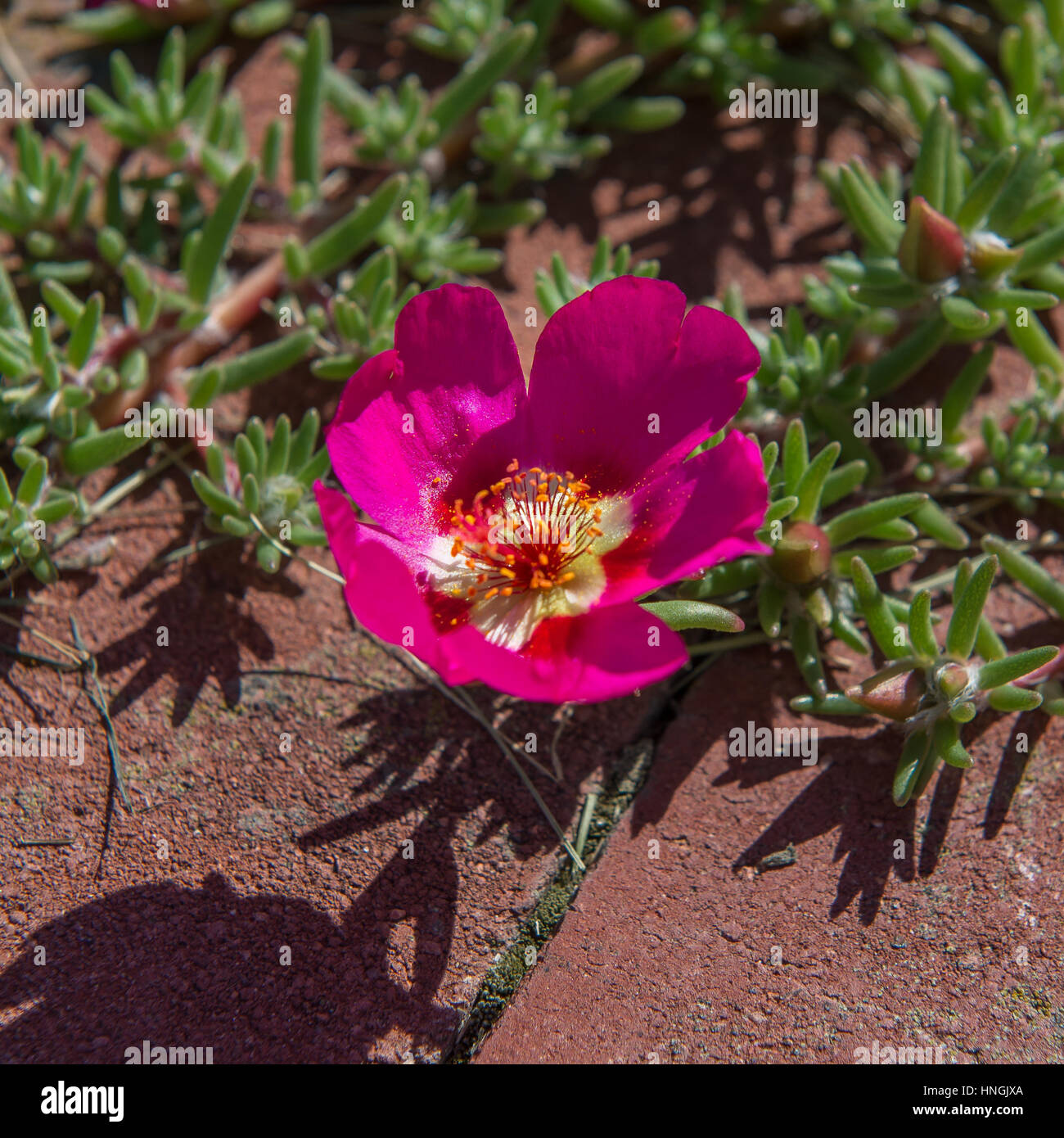 Fusia pink hi-res stock photography and images - Alamy