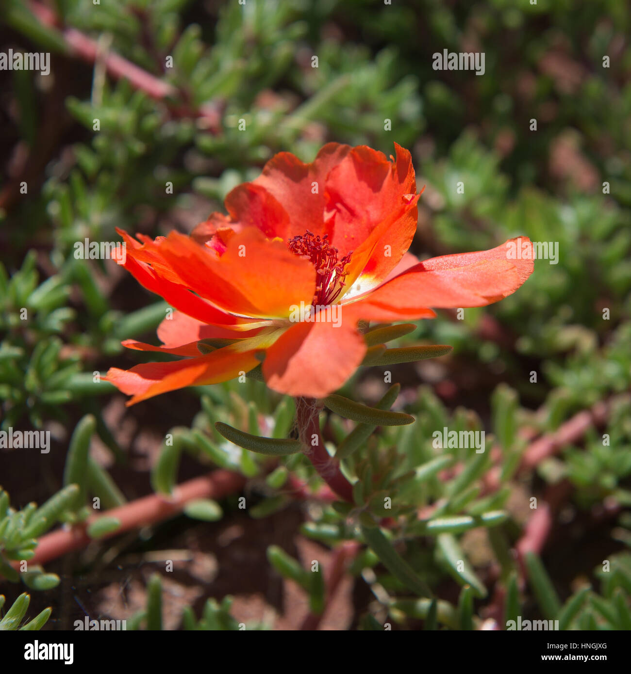 Path orange flower hi-res stock photography and images - Alamy