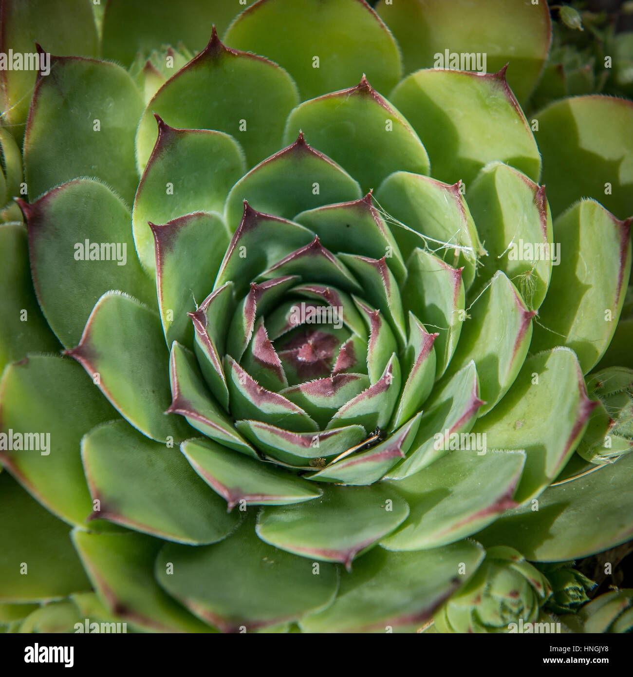 Hens with chicks flower Stock Photo - Alamy