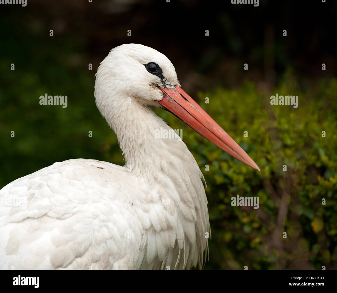 Side portrait of white stork Stock Photo - Alamy