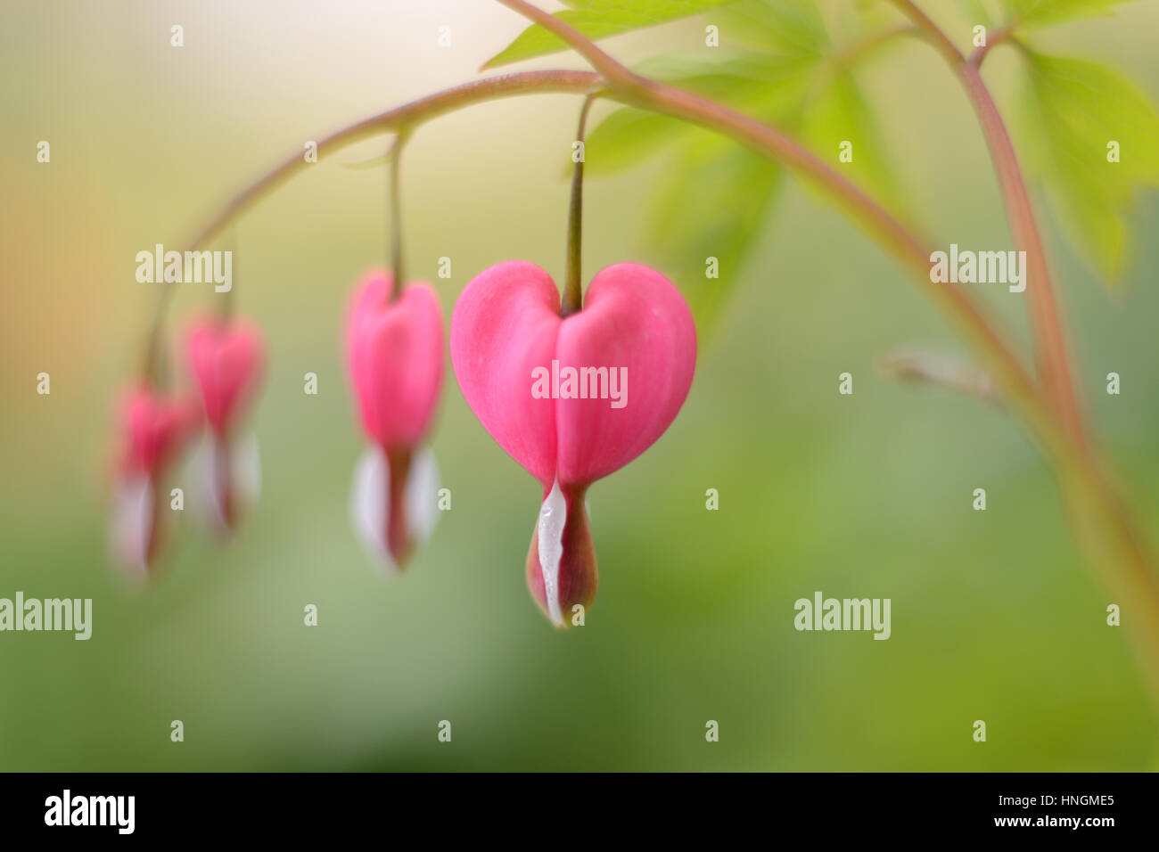 Spring blooming bleeding heart hi-res stock photography and images - Alamy