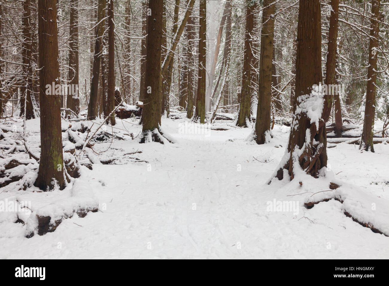Trail through a temperate rain forest in winter with fresh snow Stock ...