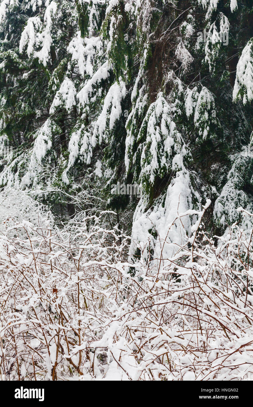 Evergreen tree with drooping branches hi-res stock photography and ...