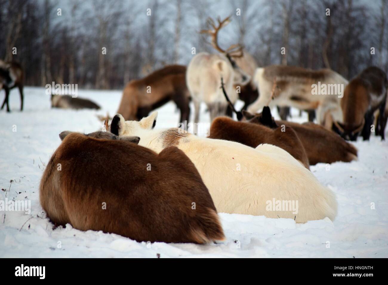 Reindeers taking rest on the snow Stock Photo - Alamy