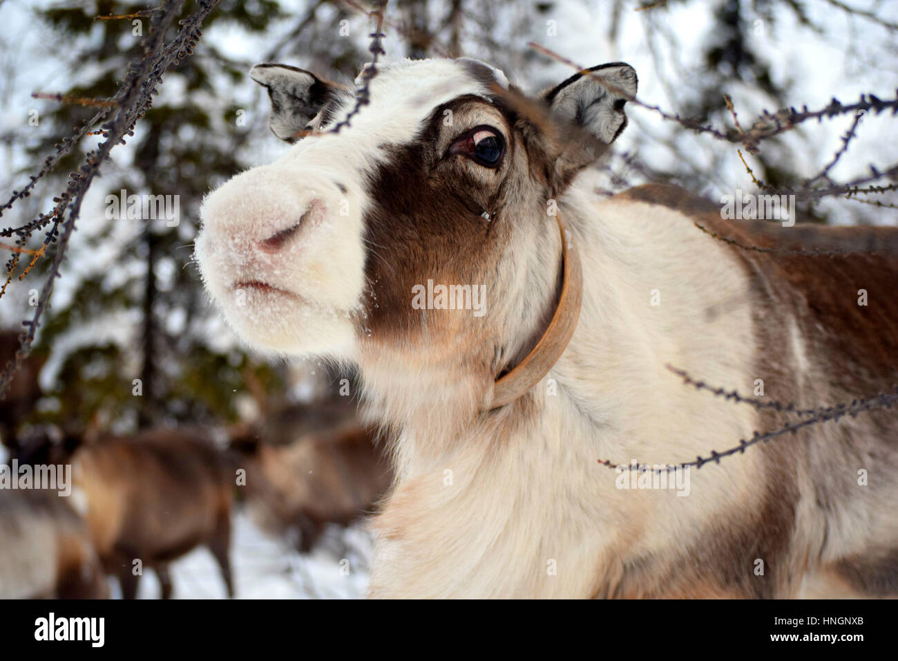 Siberia reindeer herd hi-res stock photography and images - Alamy
