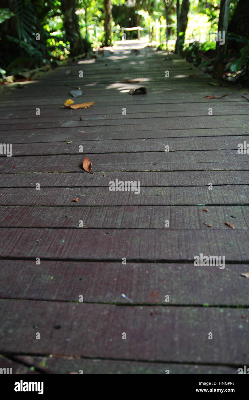 Hiking wooden path in forest Stock Photo - Alamy