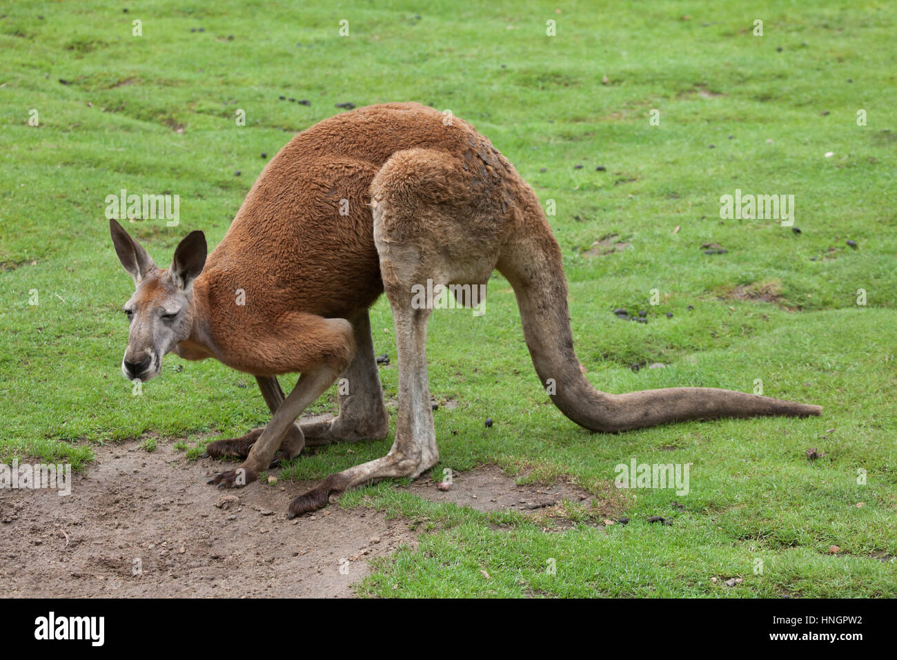 Red kangaroo (Macropus rufus Stock Photo - Alamy
