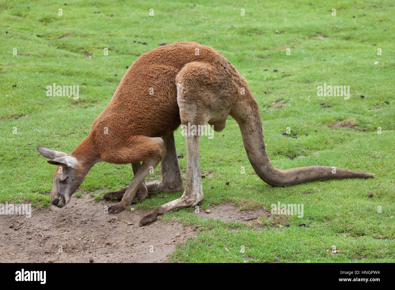 Red kangaroo (Macropus rufus Stock Photo - Alamy