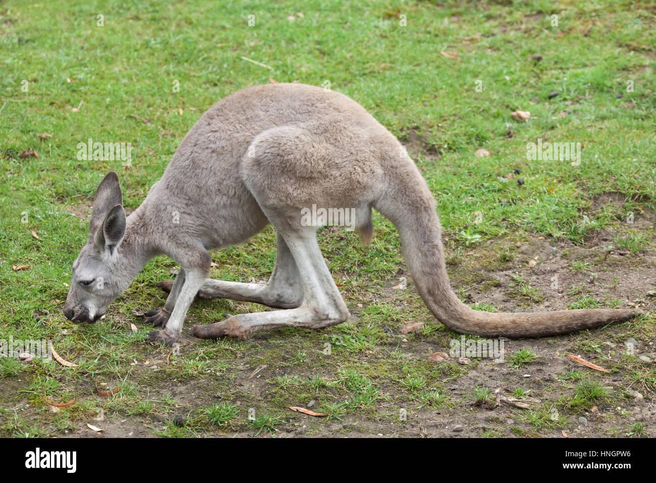 Red kangaroo (Macropus rufus Stock Photo - Alamy