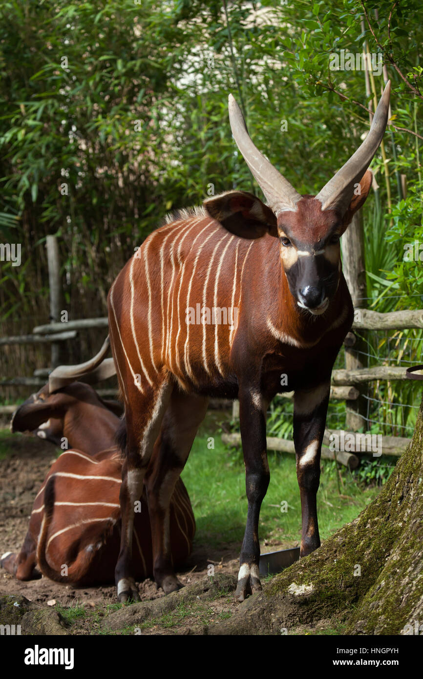 Bongo Antelope Kenya Africa High Resolution Stock Photography and ...