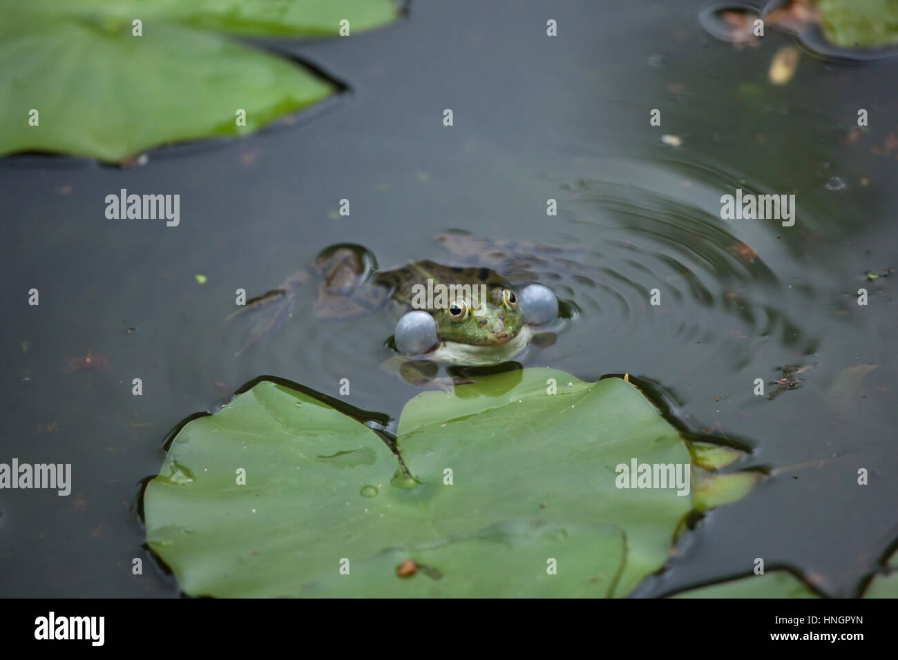 Marsh frog (Pelophylax ridibundus Stock Photo - Alamy