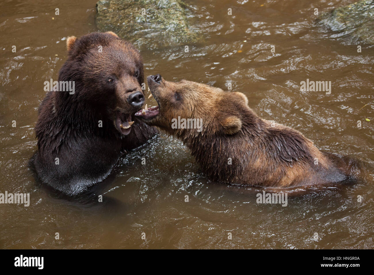 Kamchatka brown bears (Ursus arctos beringianus), also known as the Far ...