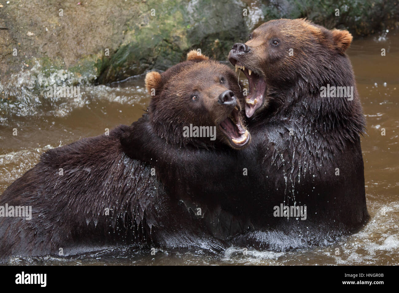 Kamchatka brown bears (Ursus arctos beringianus), also known as the Far ...