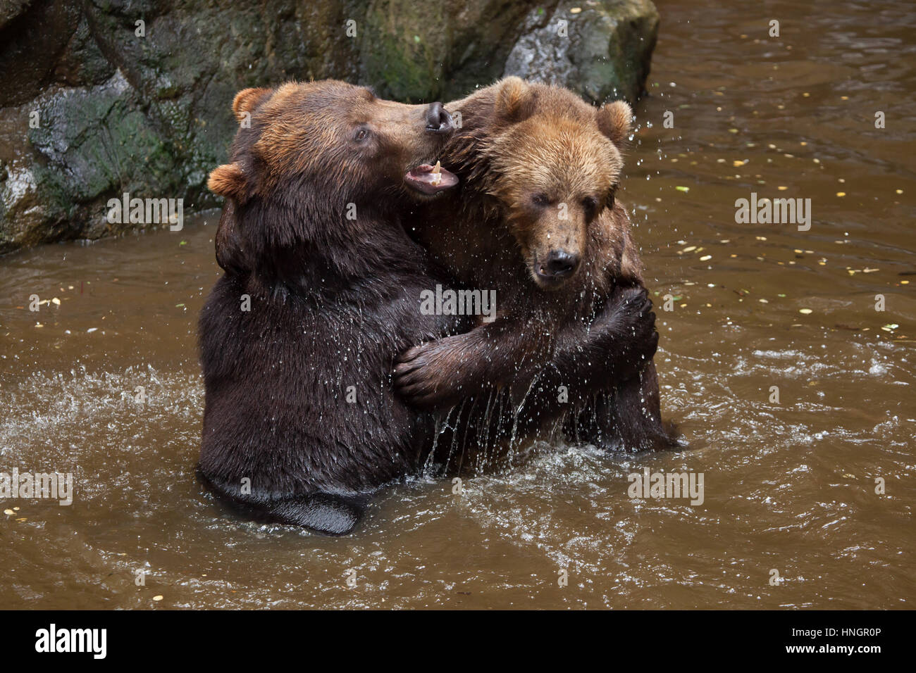 Kamchatka brown bears (Ursus arctos beringianus), also known as the Far ...