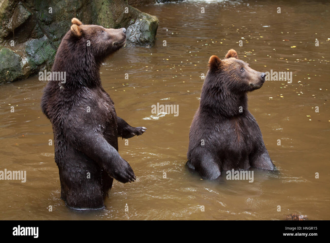 Kamchatka brown bear (Ursus arctos beringianus), also known as the Far ...