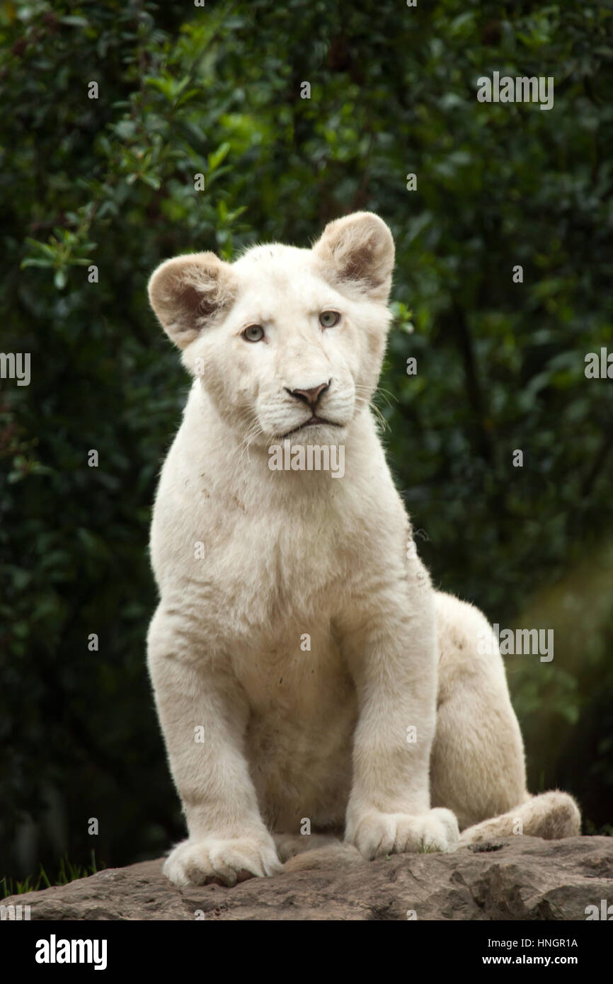 White lion cub at La Fleche Zoo in the Loire Valley, France. The white ...
