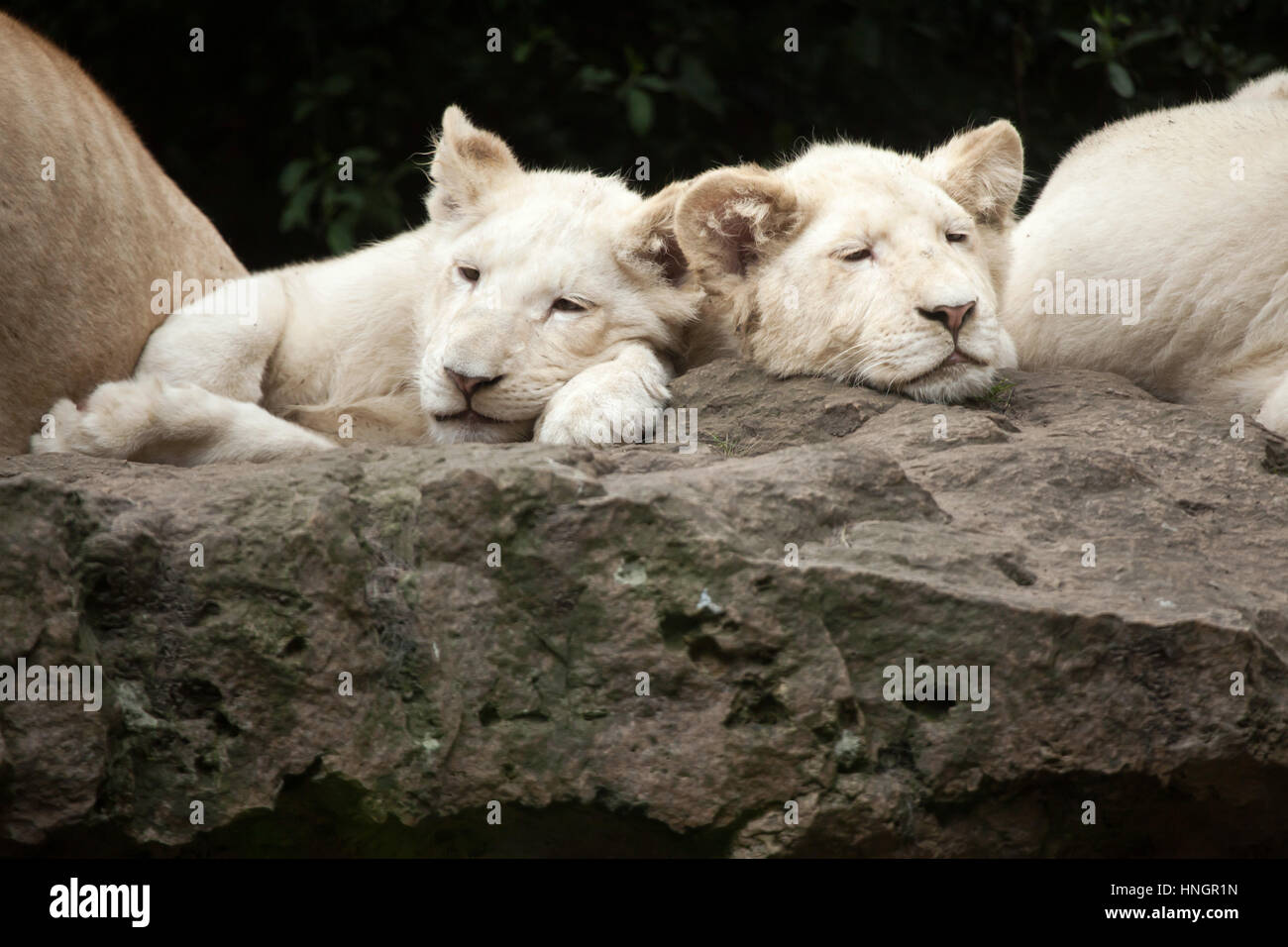 Two newborn white lion cubs at La Fleche Zoo in the Loire Valley ...