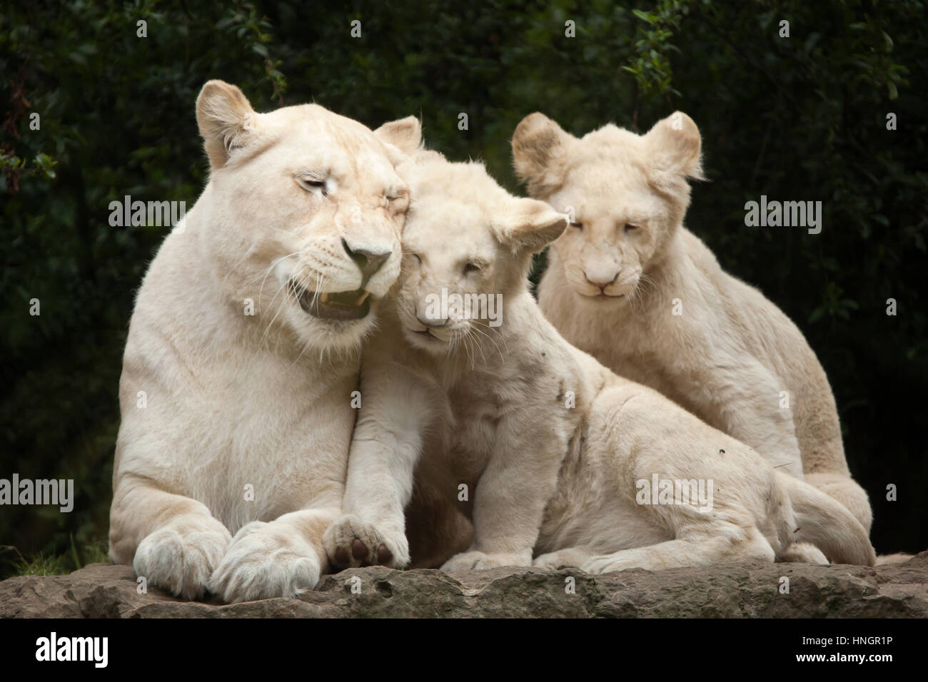 Female white lion with two newborn lion cubs at La Fleche Zoo in the ...
