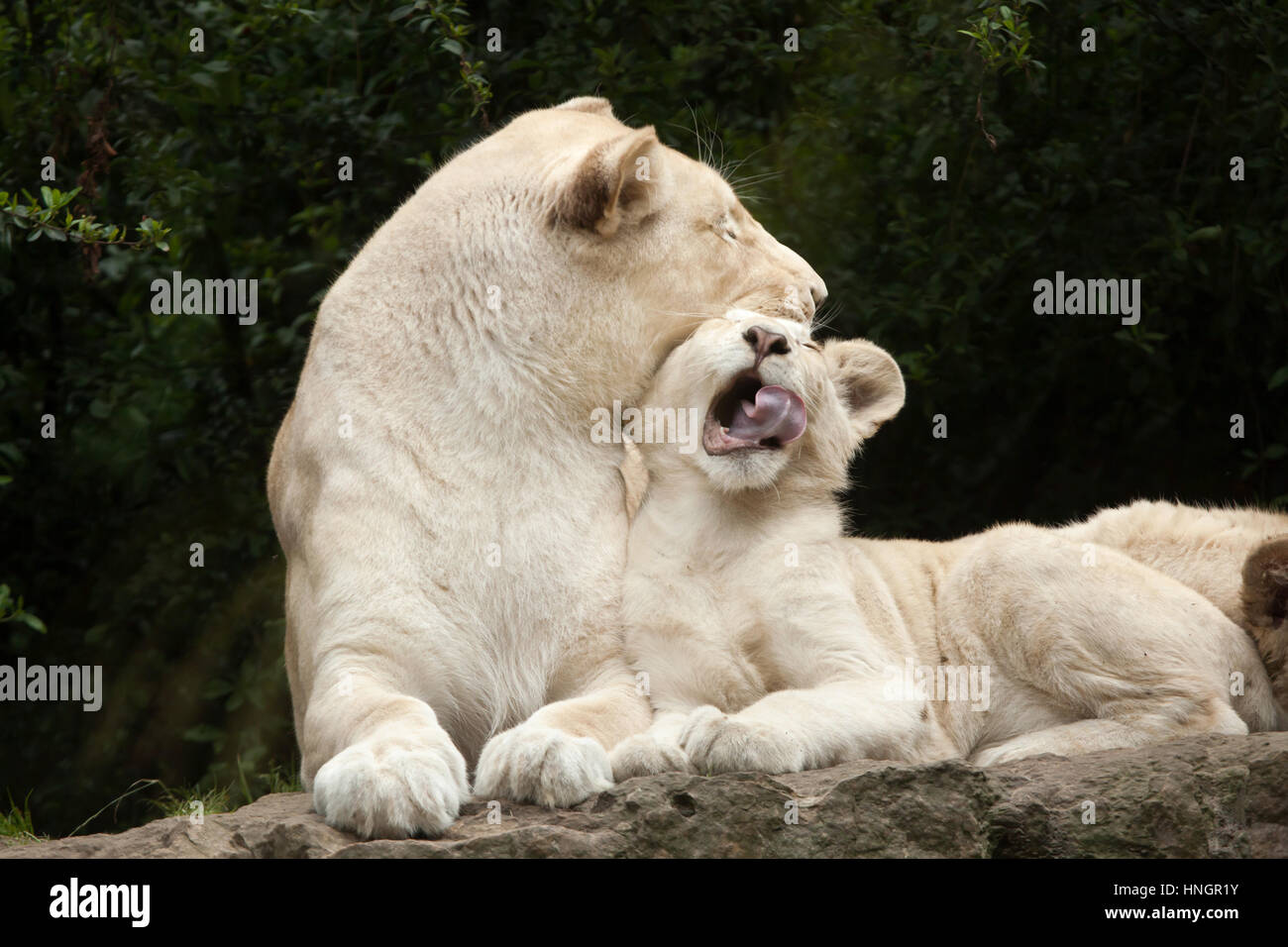 Female white lion with two newborn lion cubs at La Fleche Zoo in the ...