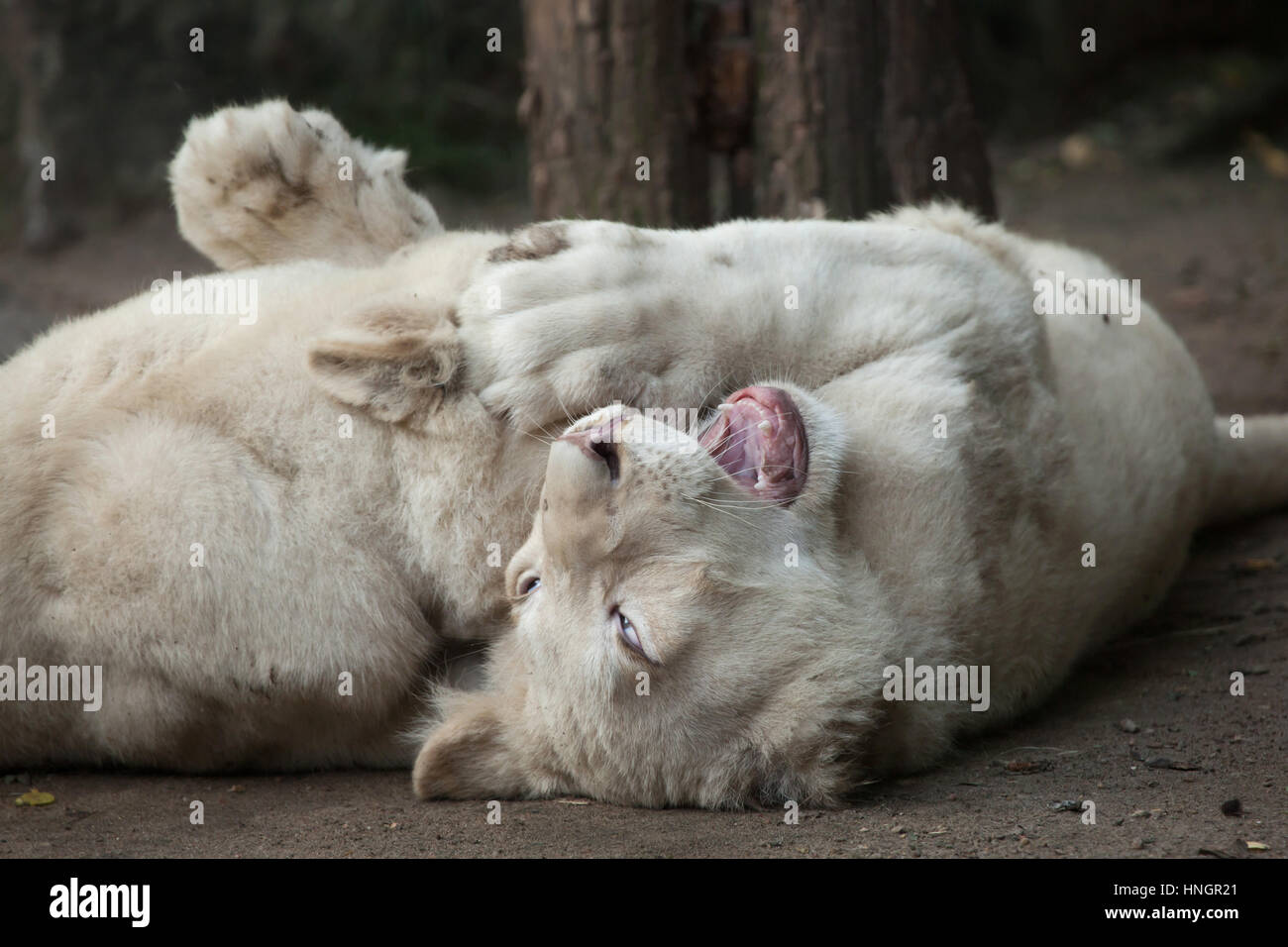 Two newborn white lion cubs at La Fleche Zoo in the Loire Valley ...