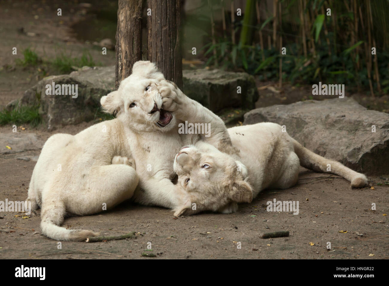 Two newborn white lion cubs at La Fleche Zoo in the Loire Valley ...