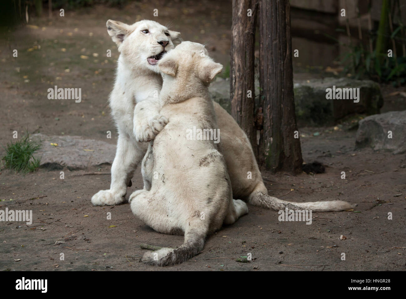 Two newborn white lion cubs at La Fleche Zoo in the Loire Valley ...