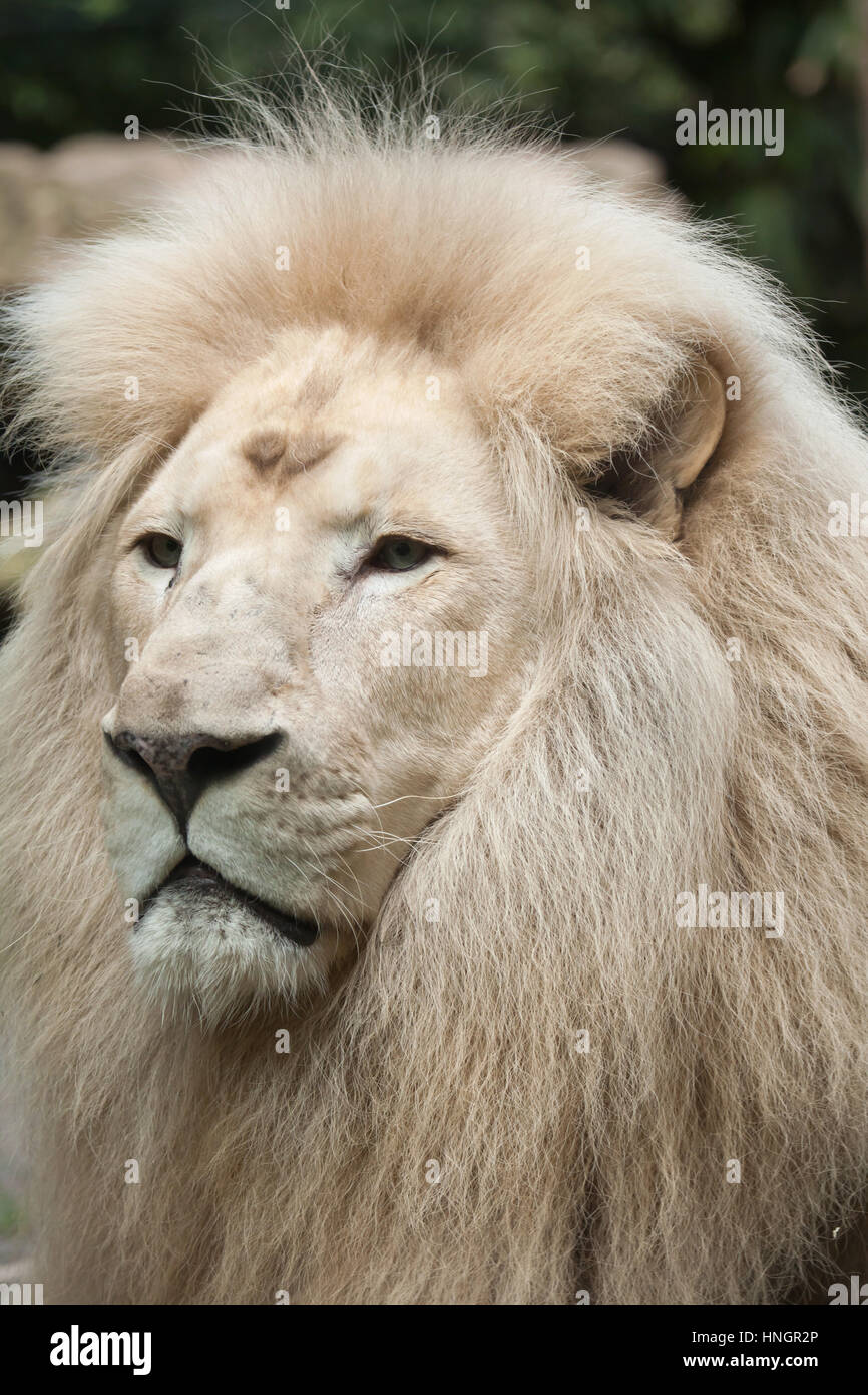 Southeast African Lion