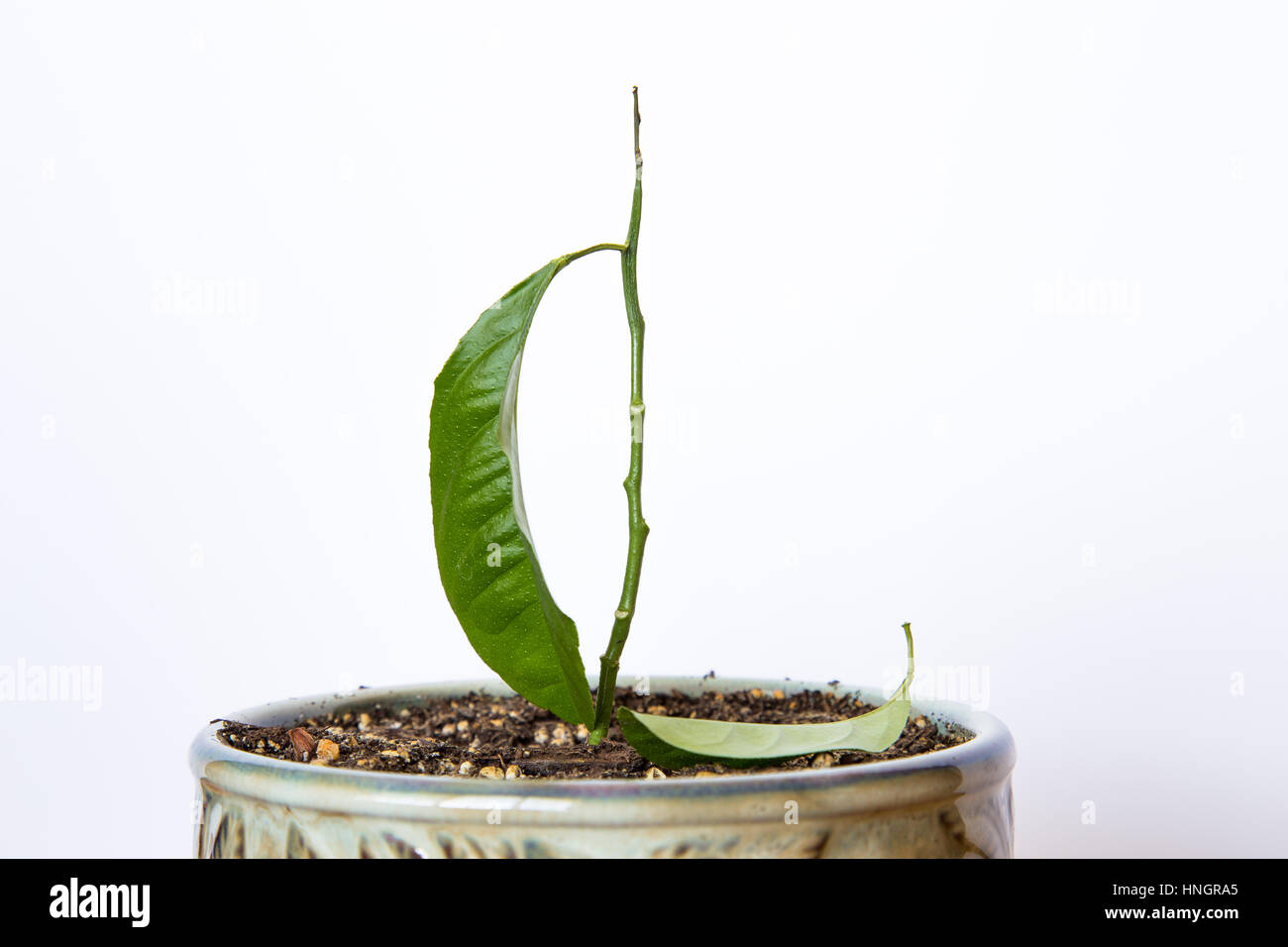 A small orange tree loses its leaves Stock Photo - Alamy