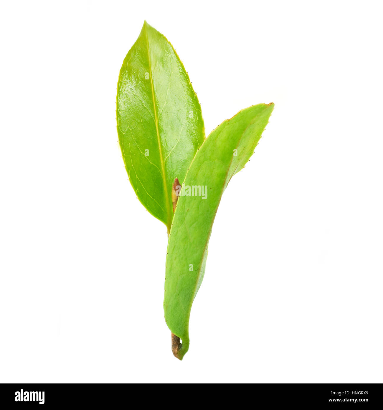 Young tea leaf hi-res stock photography and images - Alamy
