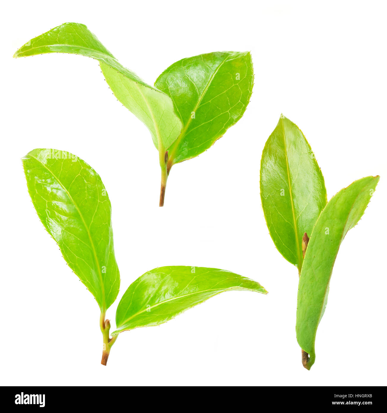 Young tea leaf hi-res stock photography and images - Alamy