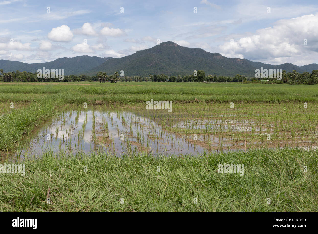 rice paddy field and mountain hill landscape Stock Photo - Alamy