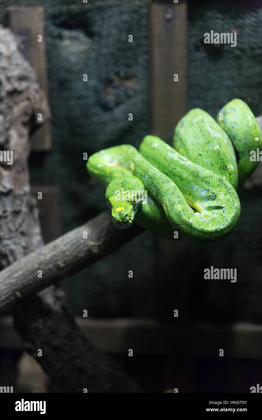 Young green tree python hi-res stock photography and images - Alamy