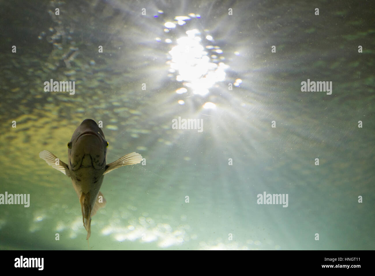 fish swimming in tank aquarium Stock Photo - Alamy