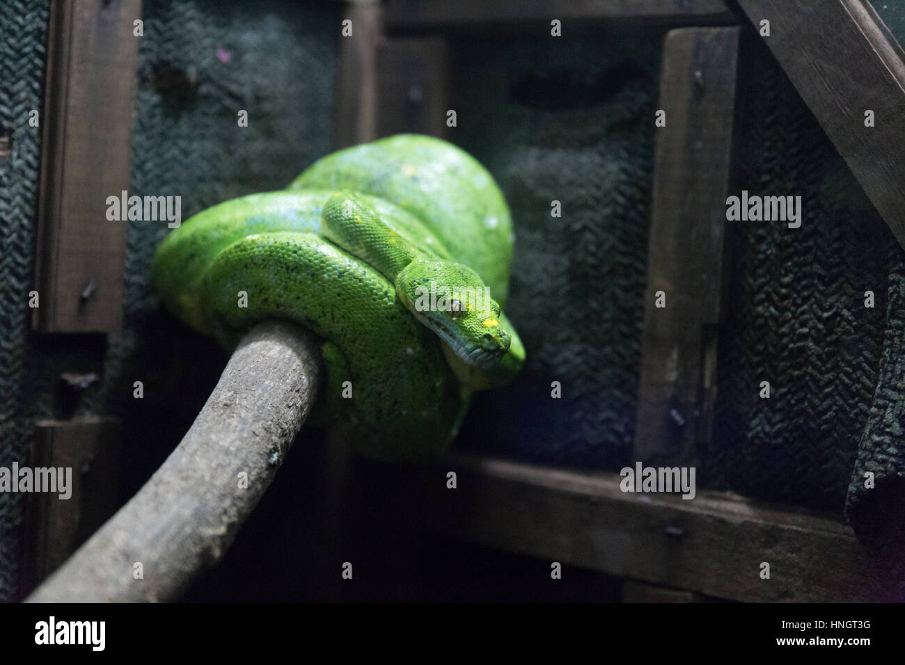 Snake on branch hi-res stock photography and images - Alamy